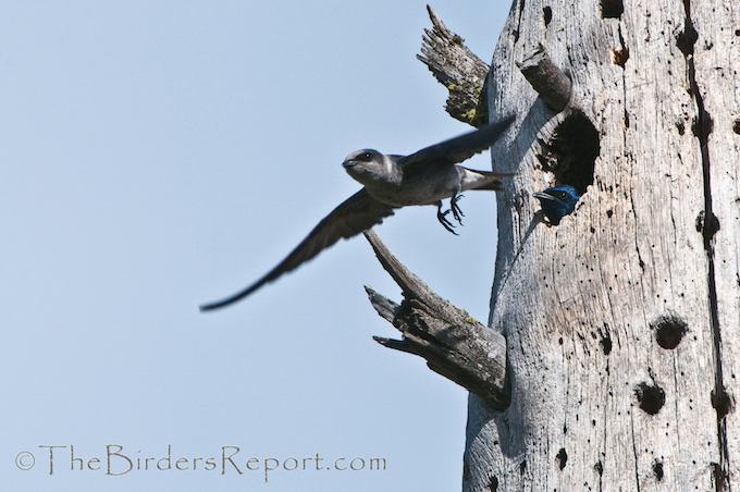 Purple Martins Building a Nest in a Woodpecker Hole in a Dead Snag ...