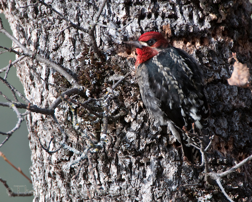 A Red-breasted Sapsucker Drilling Sap Wells | Focusing on Wildlife