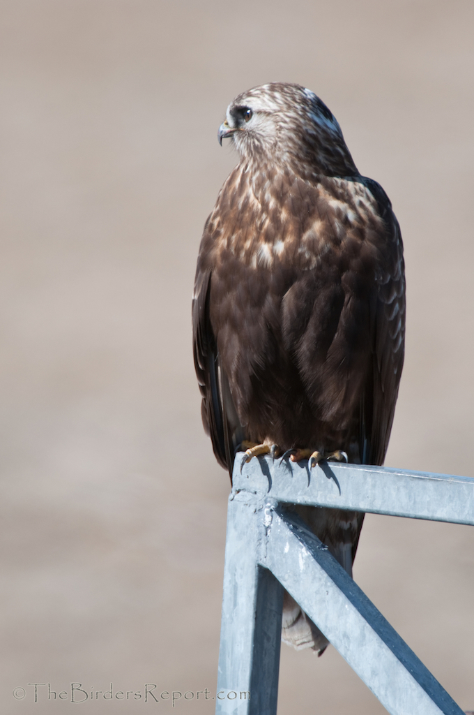 Rough-legged Hawks Wintering at Klamath Basin NWR Complex | Focusing on ...