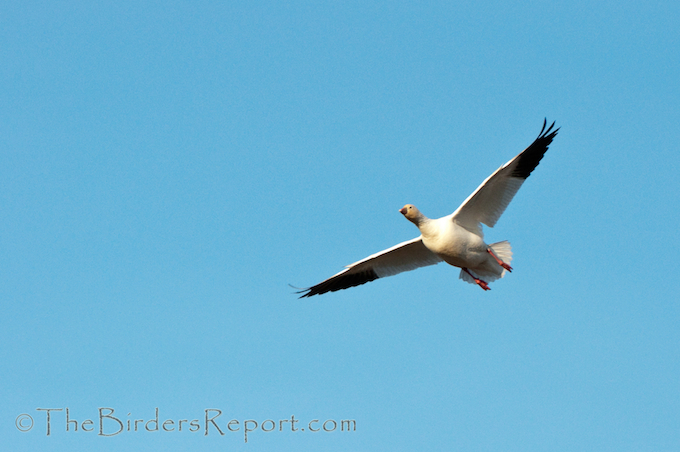 Ross’s Geese at Klamath National WIldlife Area, Miller Island Unit ...