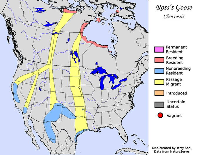 Ross’s Geese at Klamath National WIldlife Area, Miller Island Unit ...